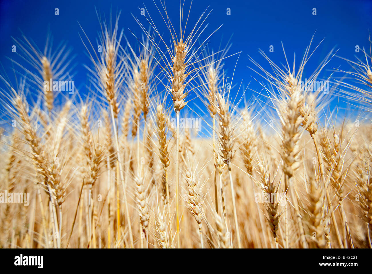 Palouse wheat hi-res stock photography and images - Alamy