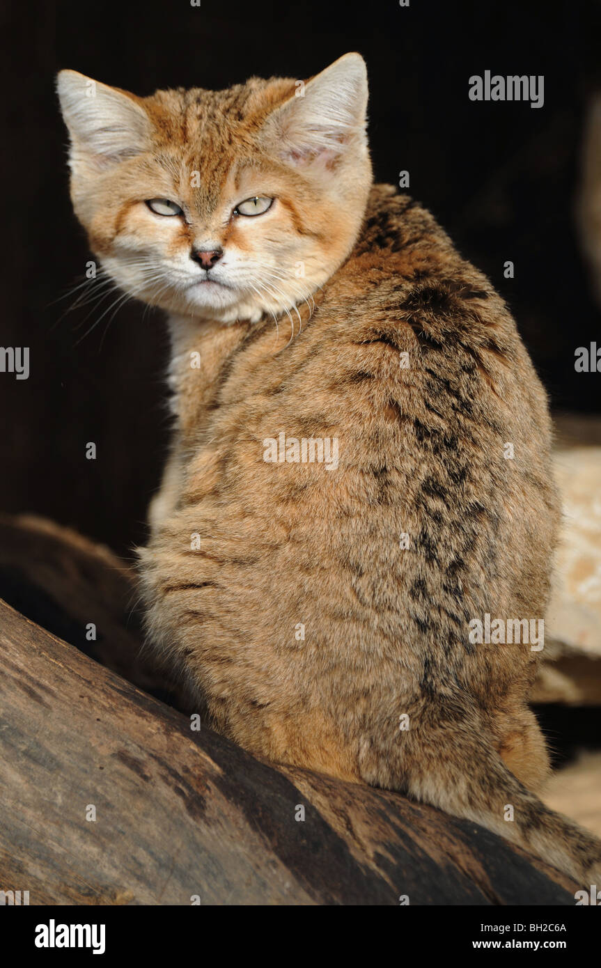 Male Arabian sand cat looking towards camera Stock Photo - Alamy