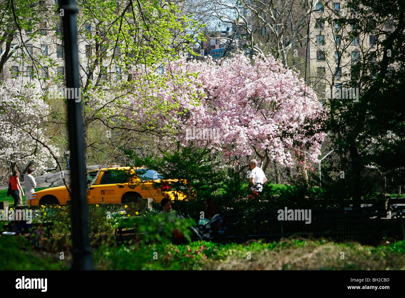 Central Park during spring season when cherry tree blossoms and ...