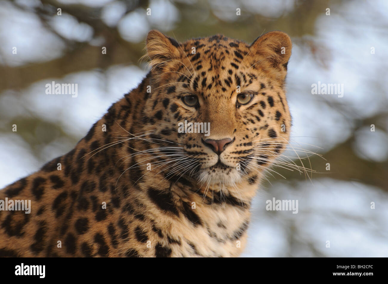 Female Amur leopard looking at camera Stock Photo - Alamy