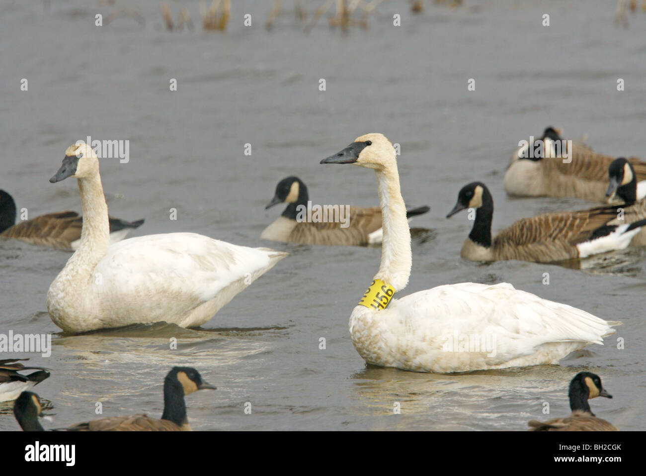 Trumpeter Swan pair. One individual has a neck ring for individual ...
