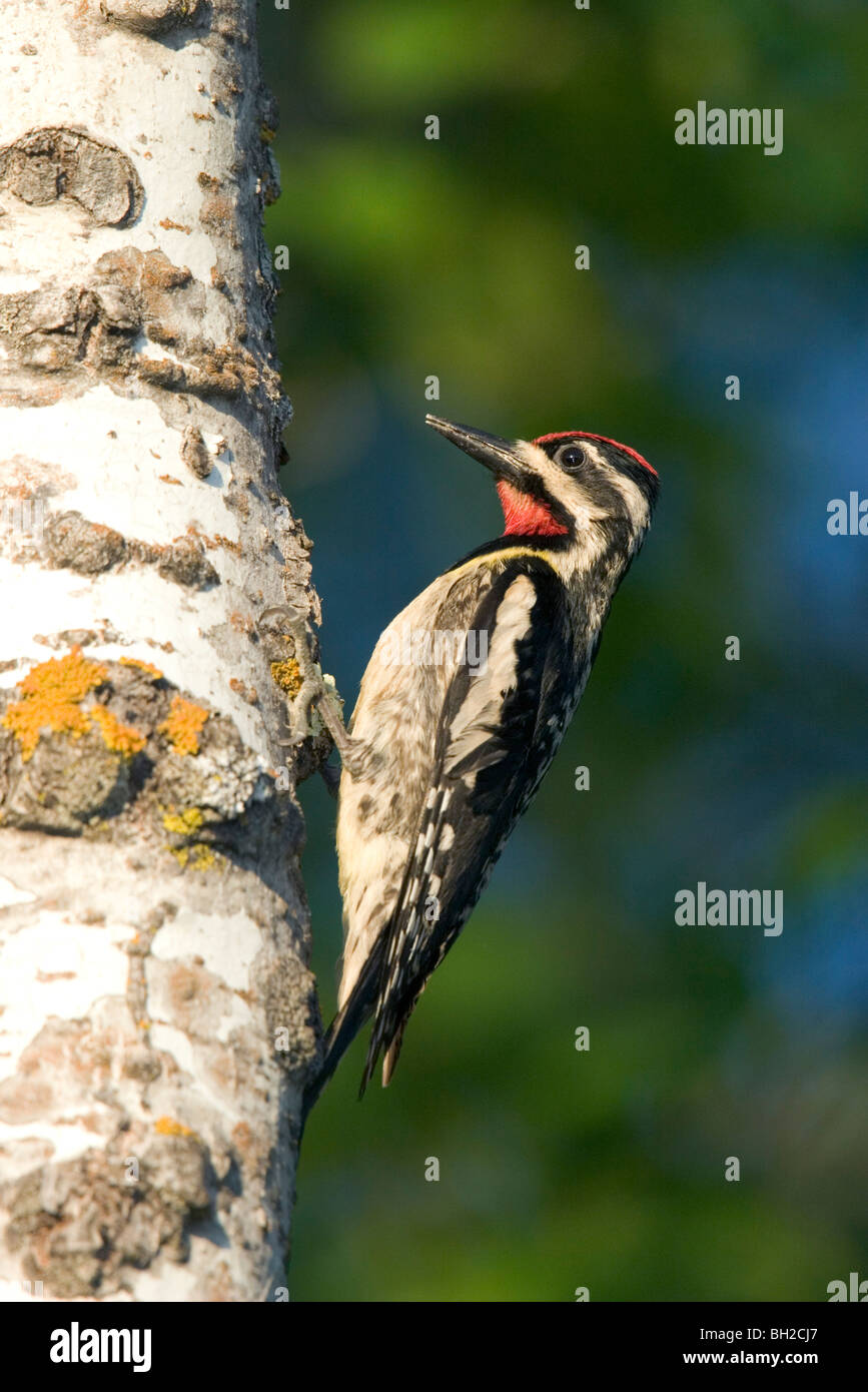Yellow-bellied Sapsucker Adult Male Stock Photo - Alamy