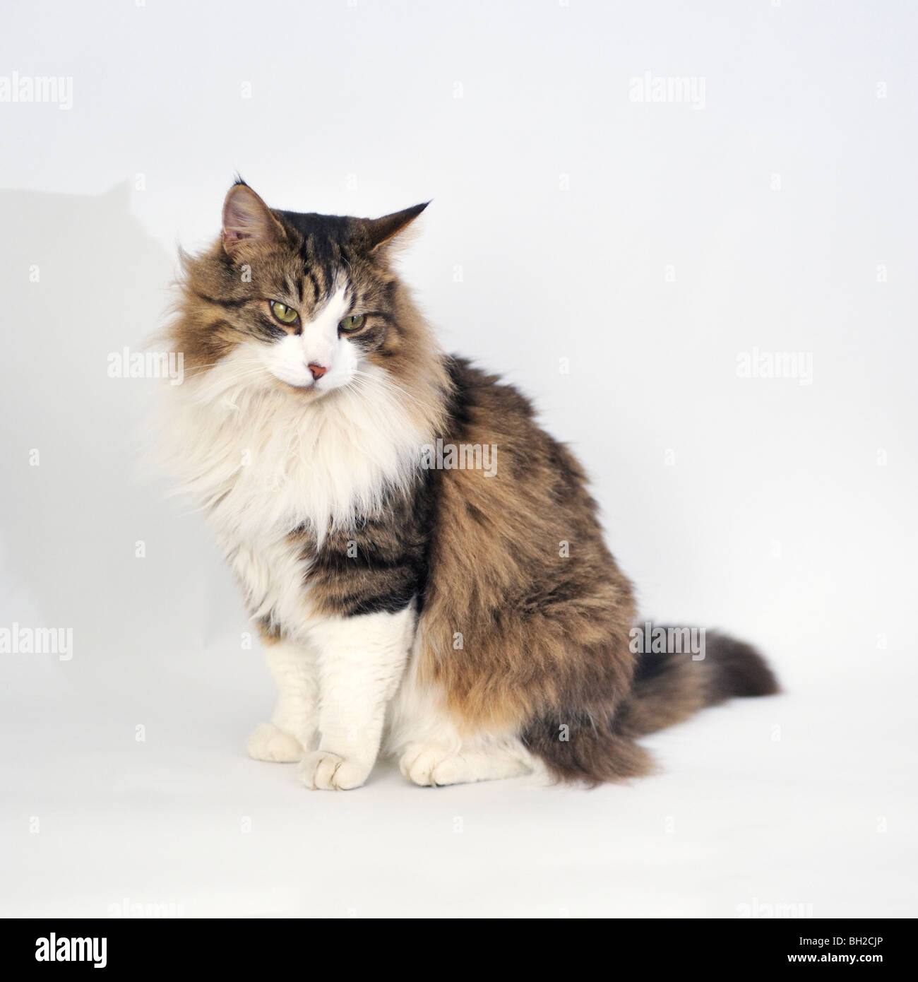 Norwegian forest cat hi-res stock photography and images - Alamy