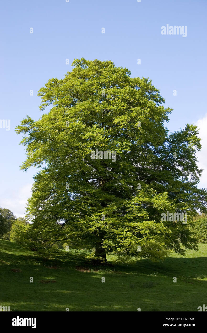 trees in Drumlanrig Castle gardens, Dumfries & Galloway, Scotland Stock ...