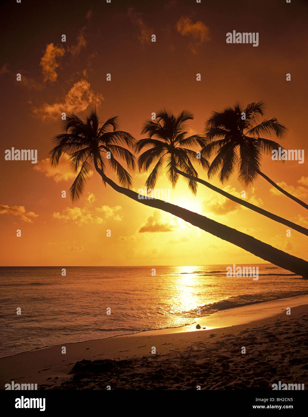 tropical beach at sunset Stock Photo - Alamy