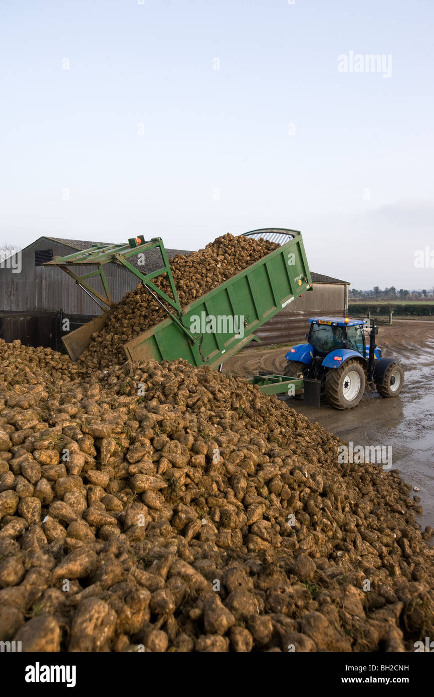 Tractor and trailer tipping sugar beet into a heap in a farmyard Stock ...