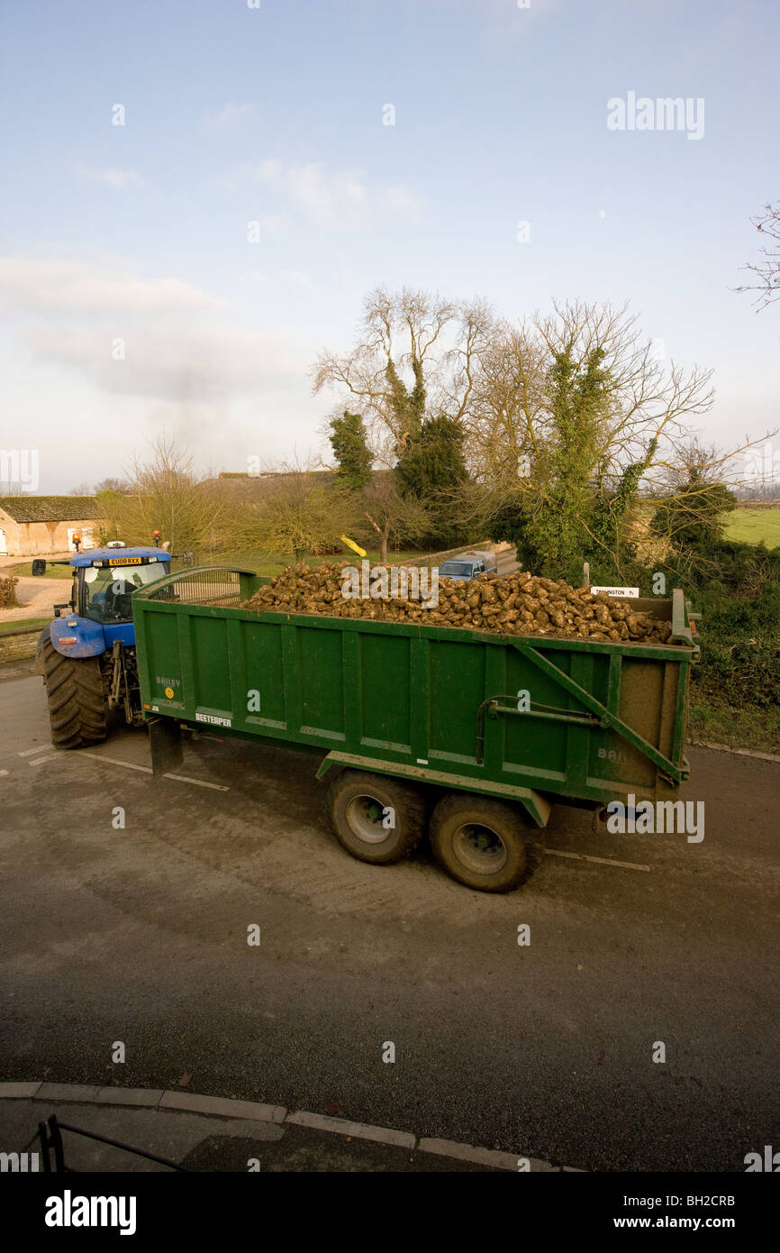Tractor and trailer carting sugar beet Stock Photo - Alamy