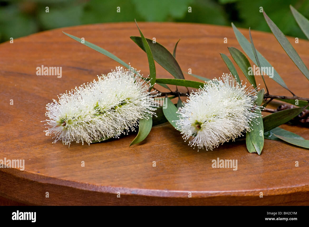 Melaleuca flower hi-res stock photography and images - Alamy