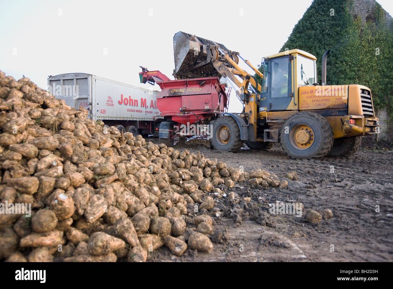 A transport company loads beet to take to the factory Stock Photo - Alamy