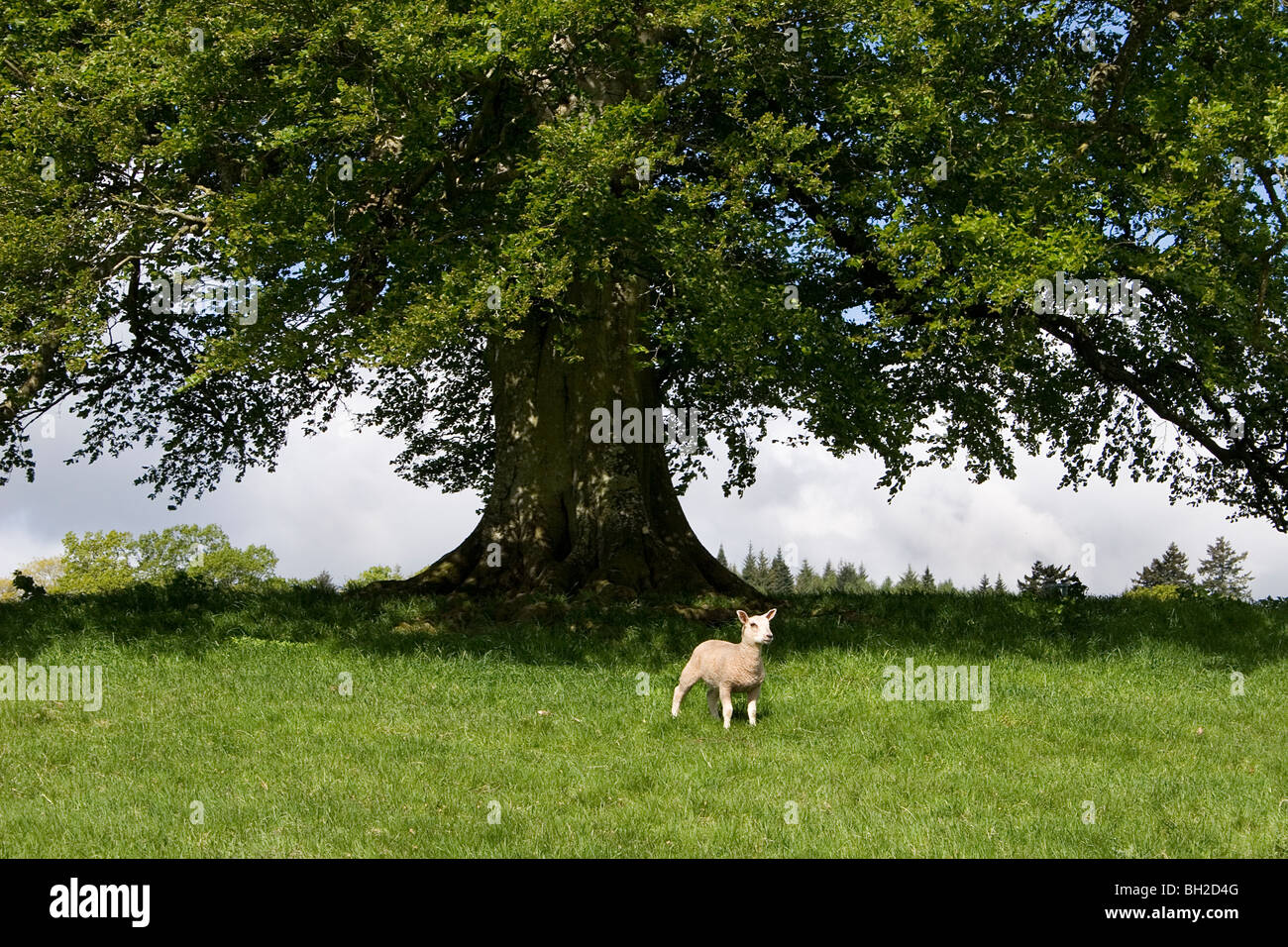 lamb standing under tree (Drumlanrig, Dumfries & Galloway, Scotland ...