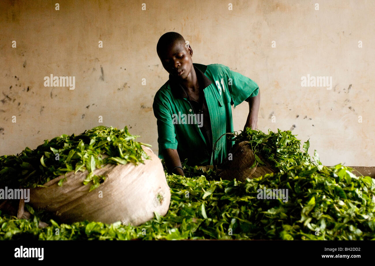 Uganda tea factory hi-res stock photography and images - Alamy