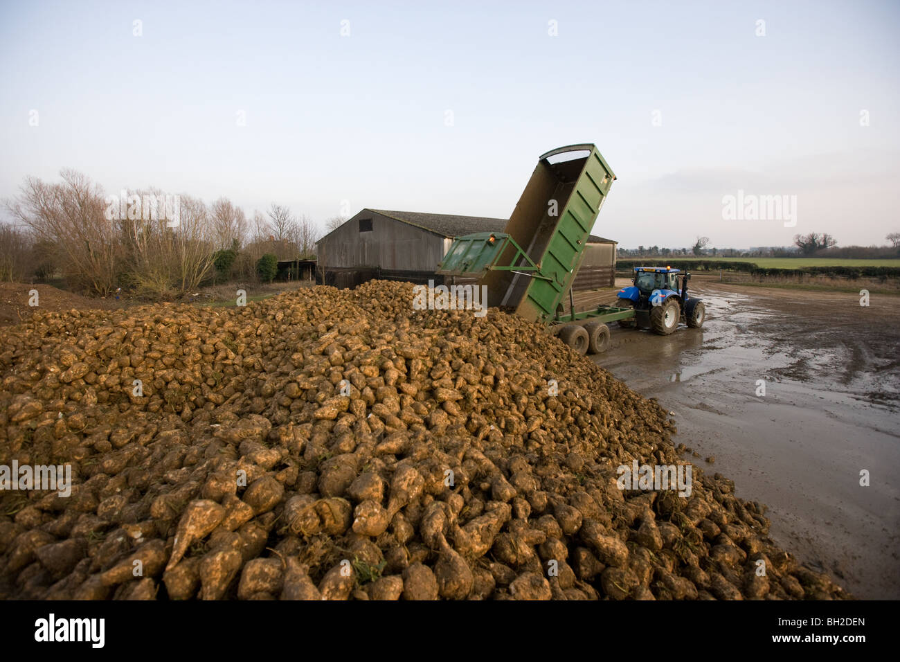 Tractor and trailer tipping sugar beet into a heap in a farmyard Stock ...