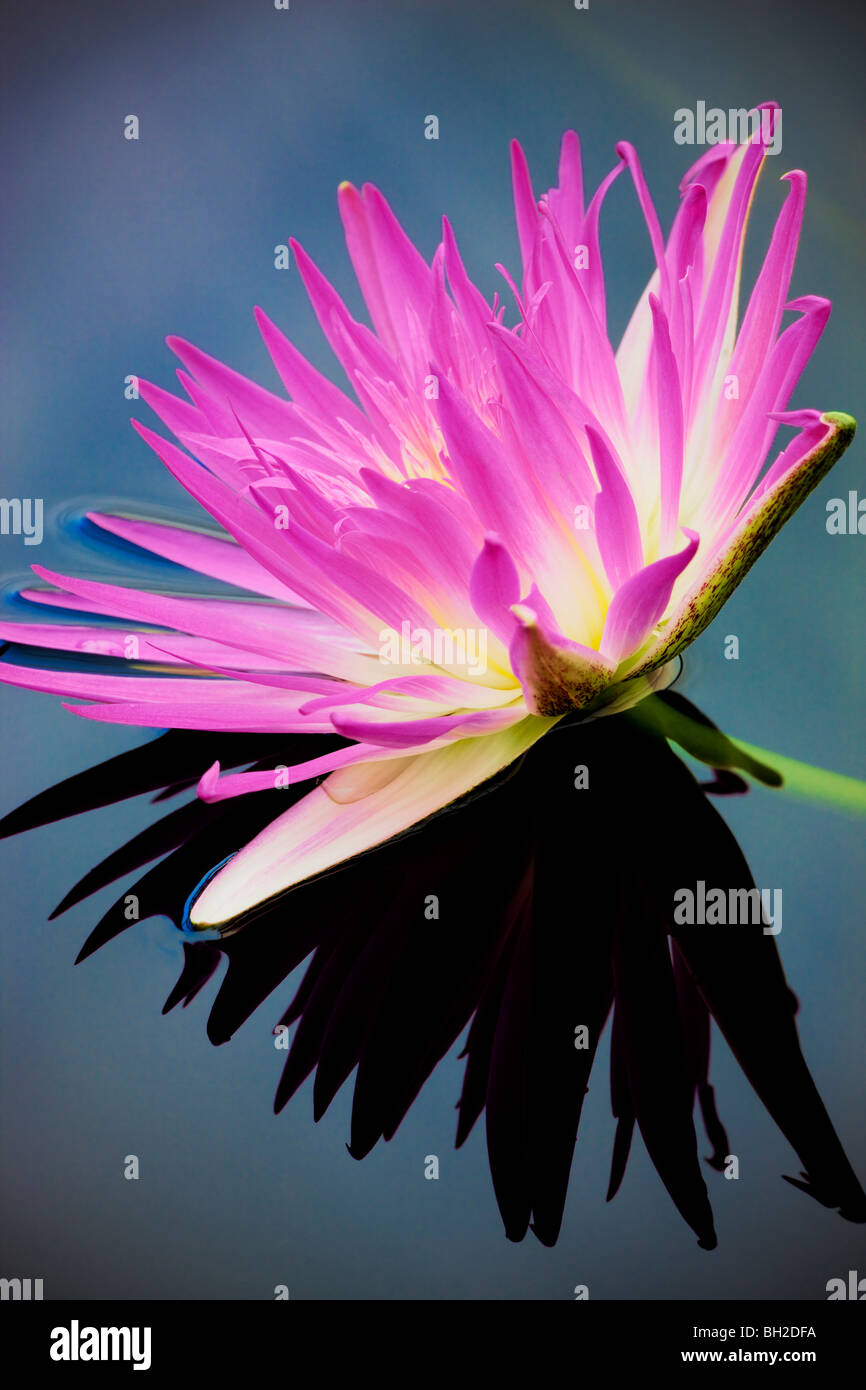 Purple tropical water lily and reflection. Hughes Water Gardens, Oregon ...