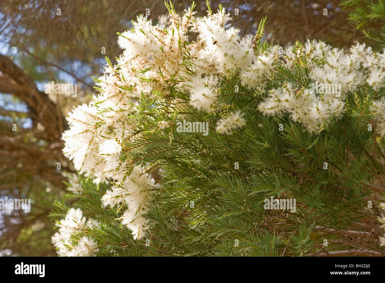 Melaleuca alternifolia tree in bloom Stock Photo - Alamy