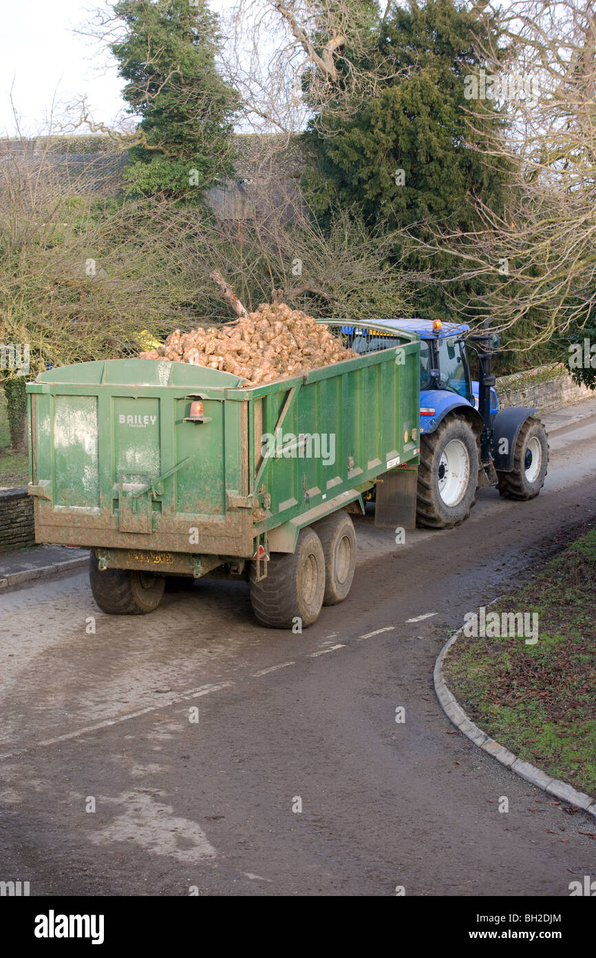 Tractor and trailer carting sugar beet Stock Photo - Alamy