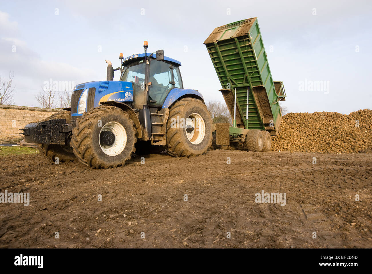 Tractor and trailer tipping sugar beet into a heap in a farmyard Stock ...