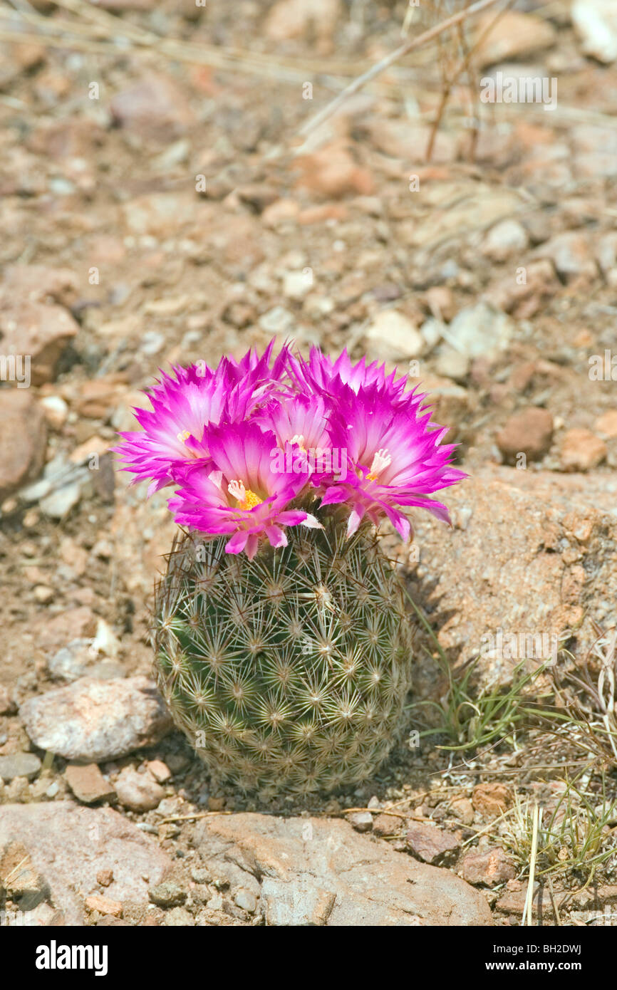 Bisbee Behive Cactus in flower Stock Photo - Alamy