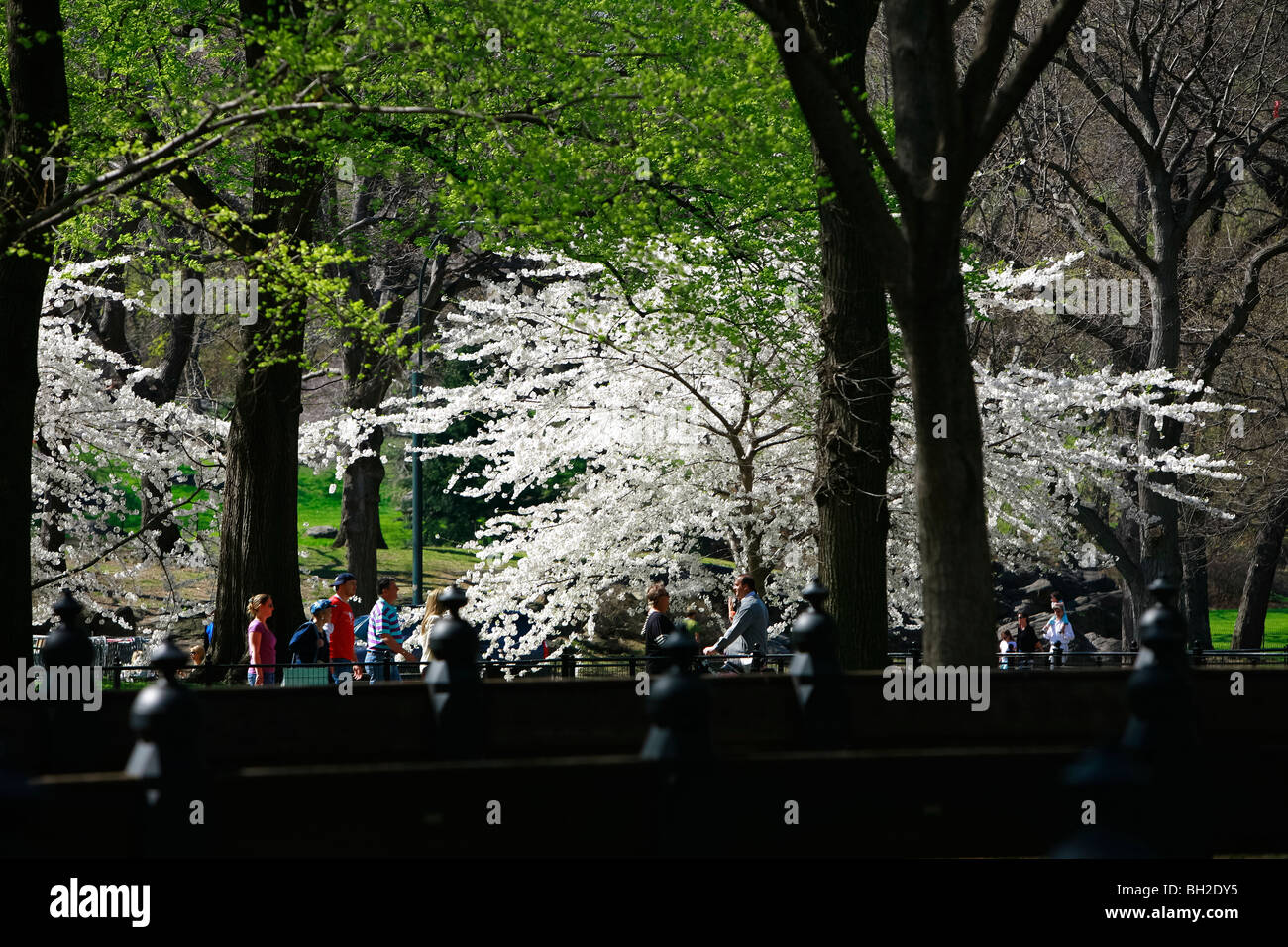 Central Park during spring season when cherry tree blossoms and ...