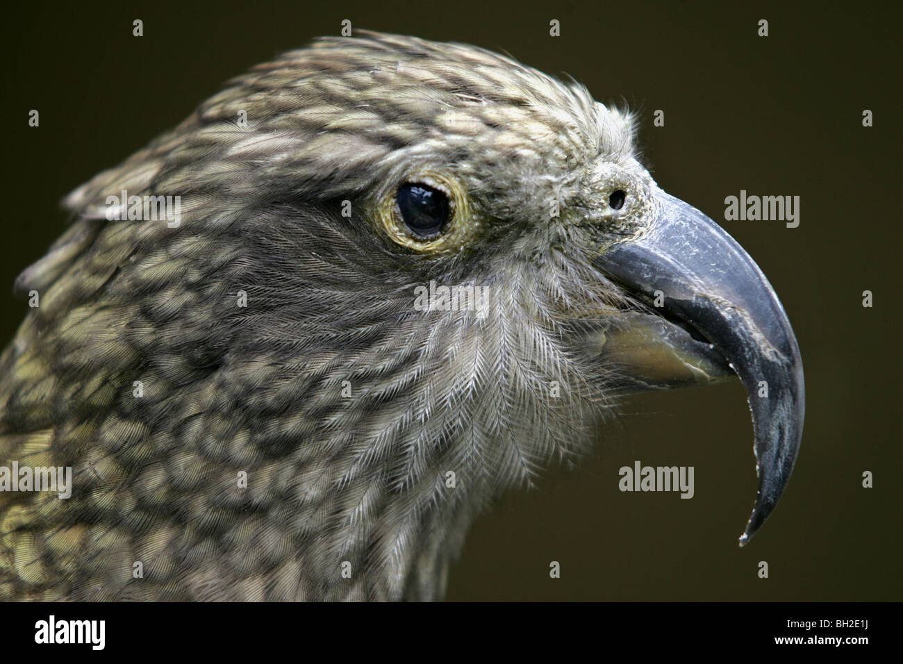 portrait of a kea, a native bird of New Zealand Stock Photo - Alamy