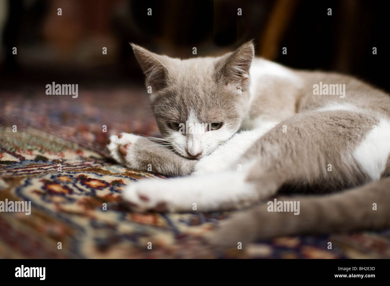 Kitten on rug Stock Photo - Alamy