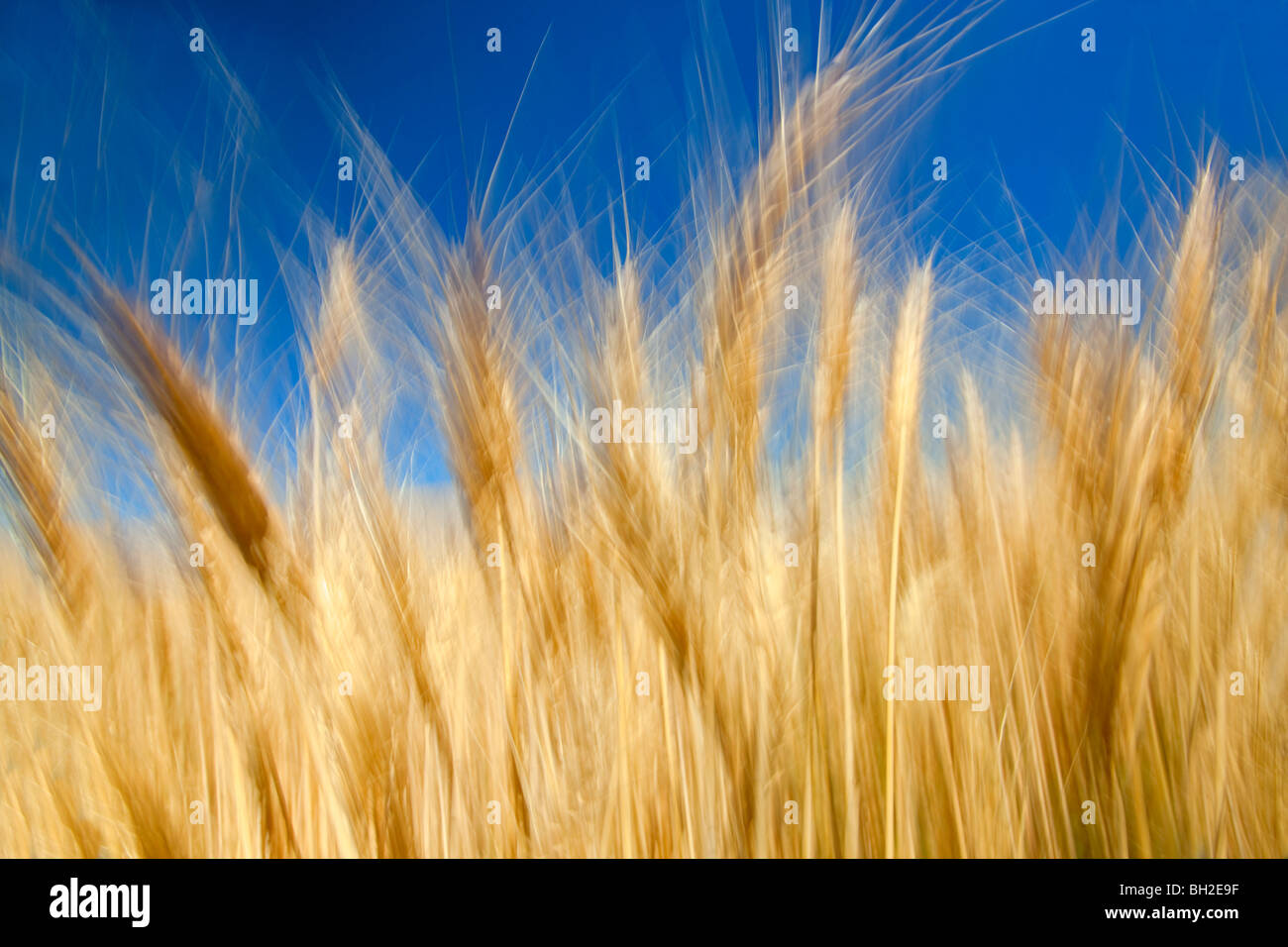 Palouse wheat hi-res stock photography and images - Alamy