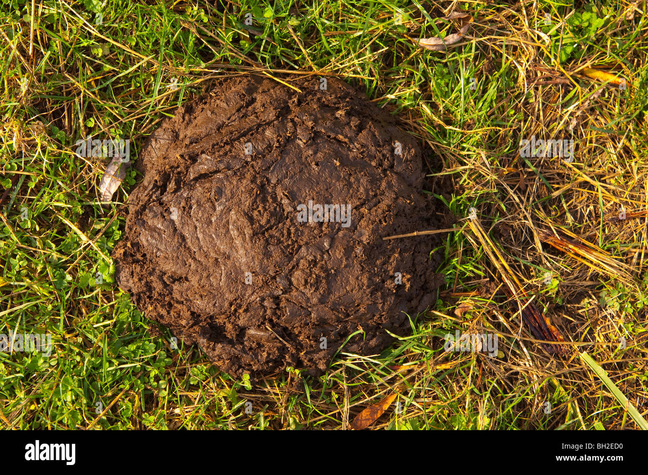 A fresh cow pat ( poo ) in the Uk Stock Photo - Alamy