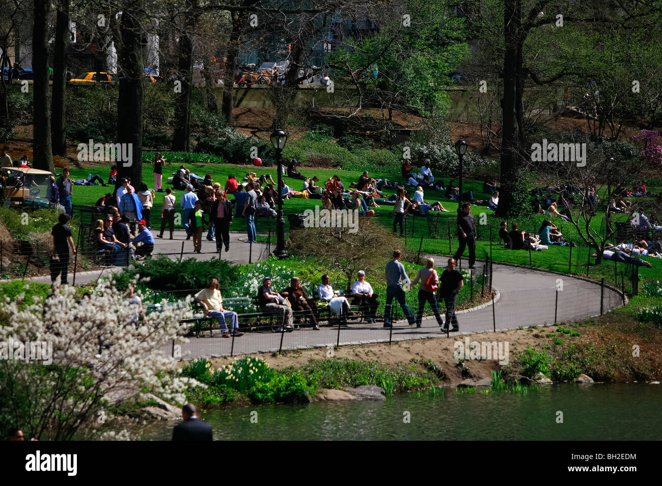 Central Park during spring season when cherry tree blossoms and ...