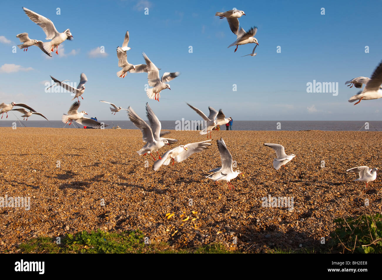 Seagull Chips Stock Photos & Seagull Chips Stock Images - Alamy