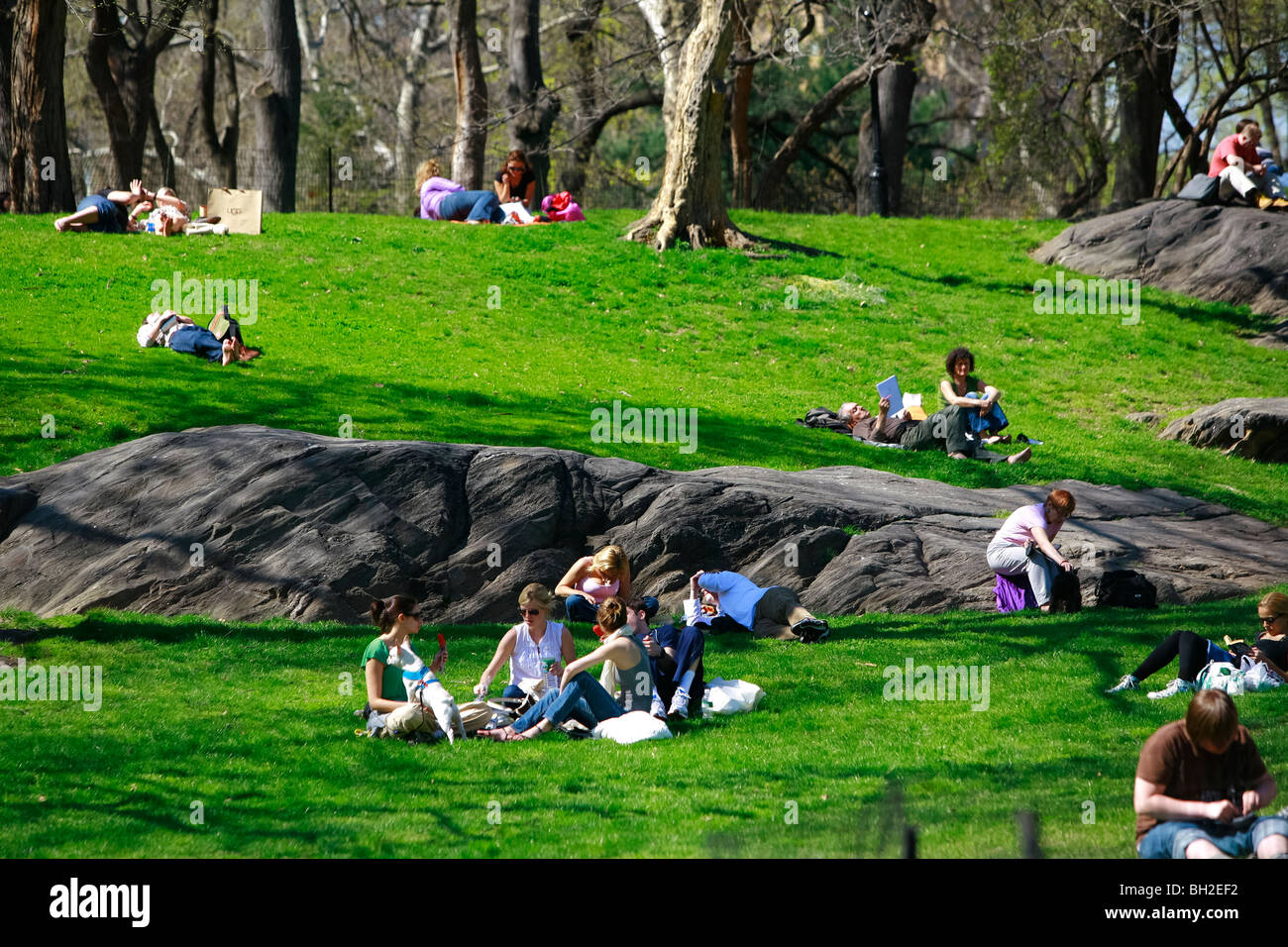 Central Park during spring season when cherry tree blossoms and ...