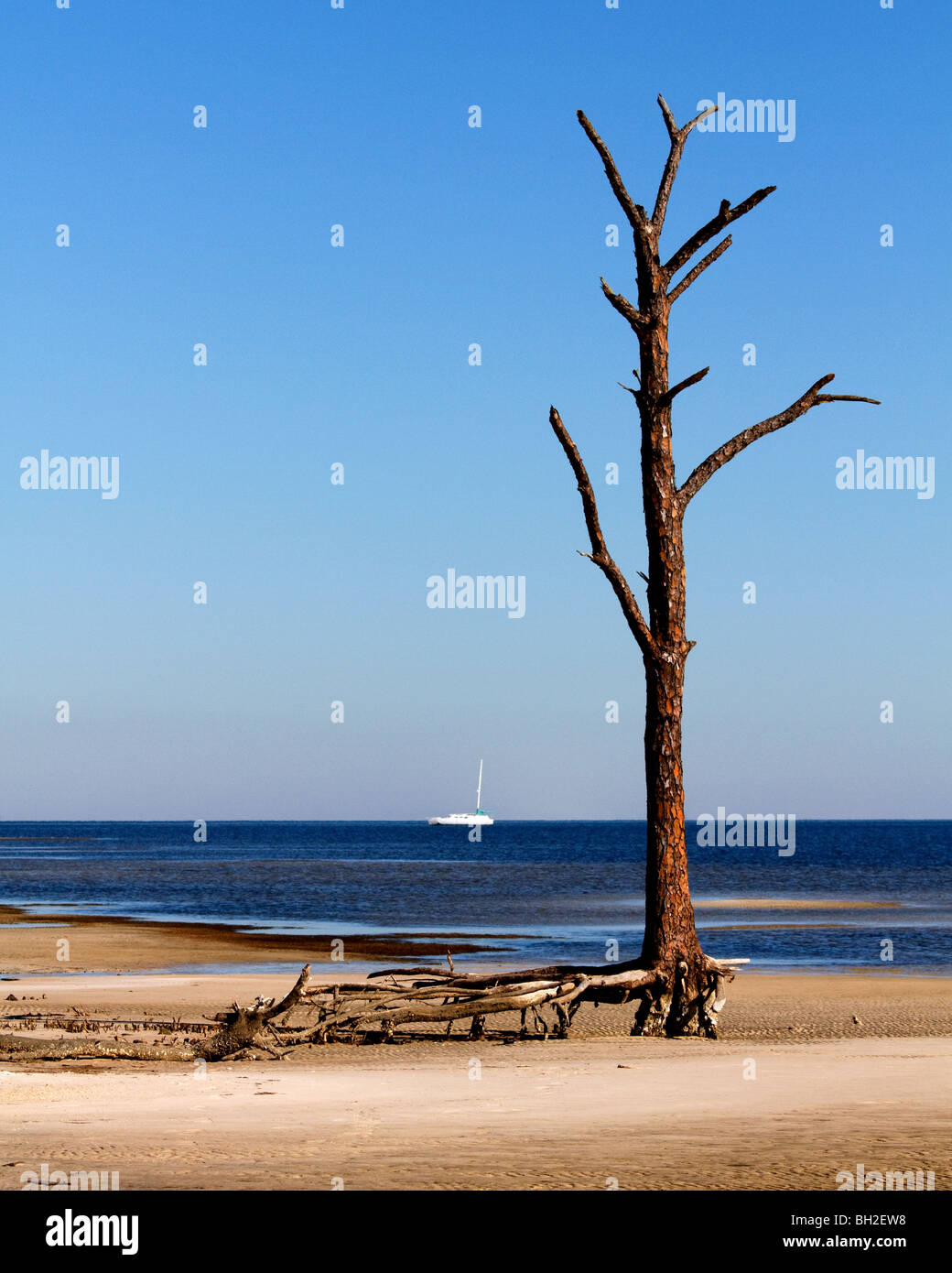 Barren tree with roots exposed during a winter low tide Stock Photo - Alamy