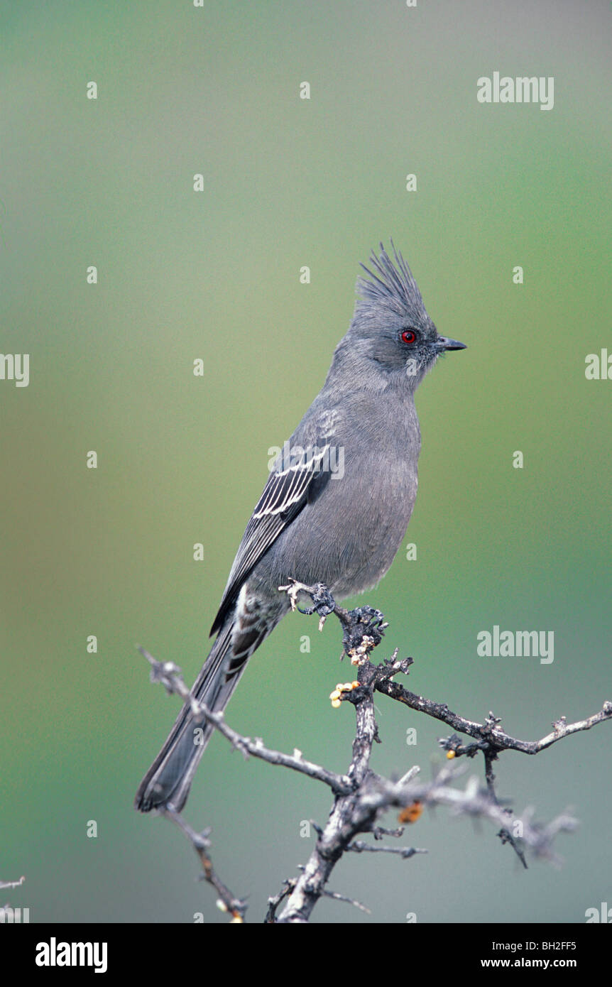 Female mistletoe bird hi-res stock photography and images - Alamy