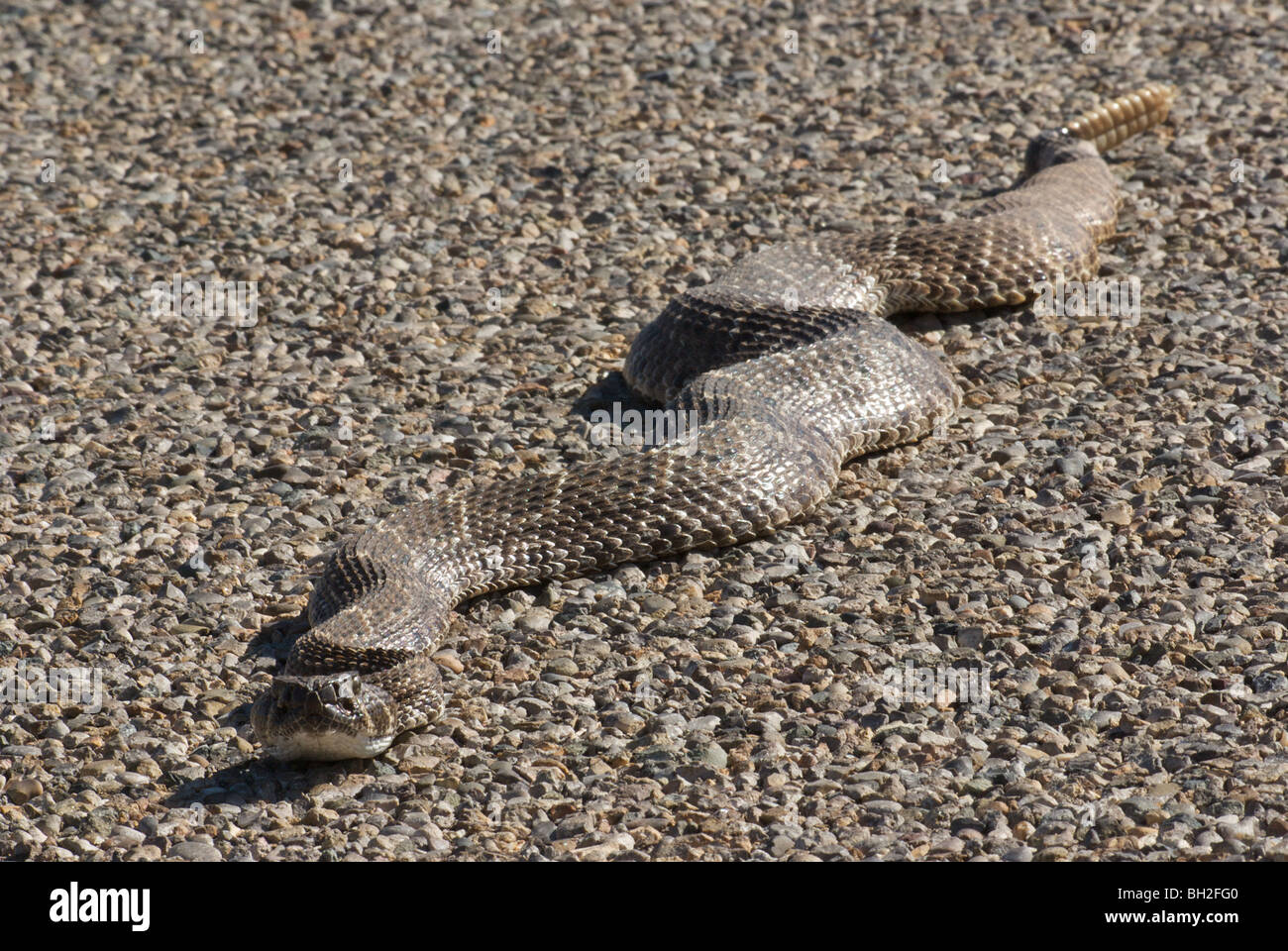 Rattlesnake fangs hi-res stock photography and images - Alamy