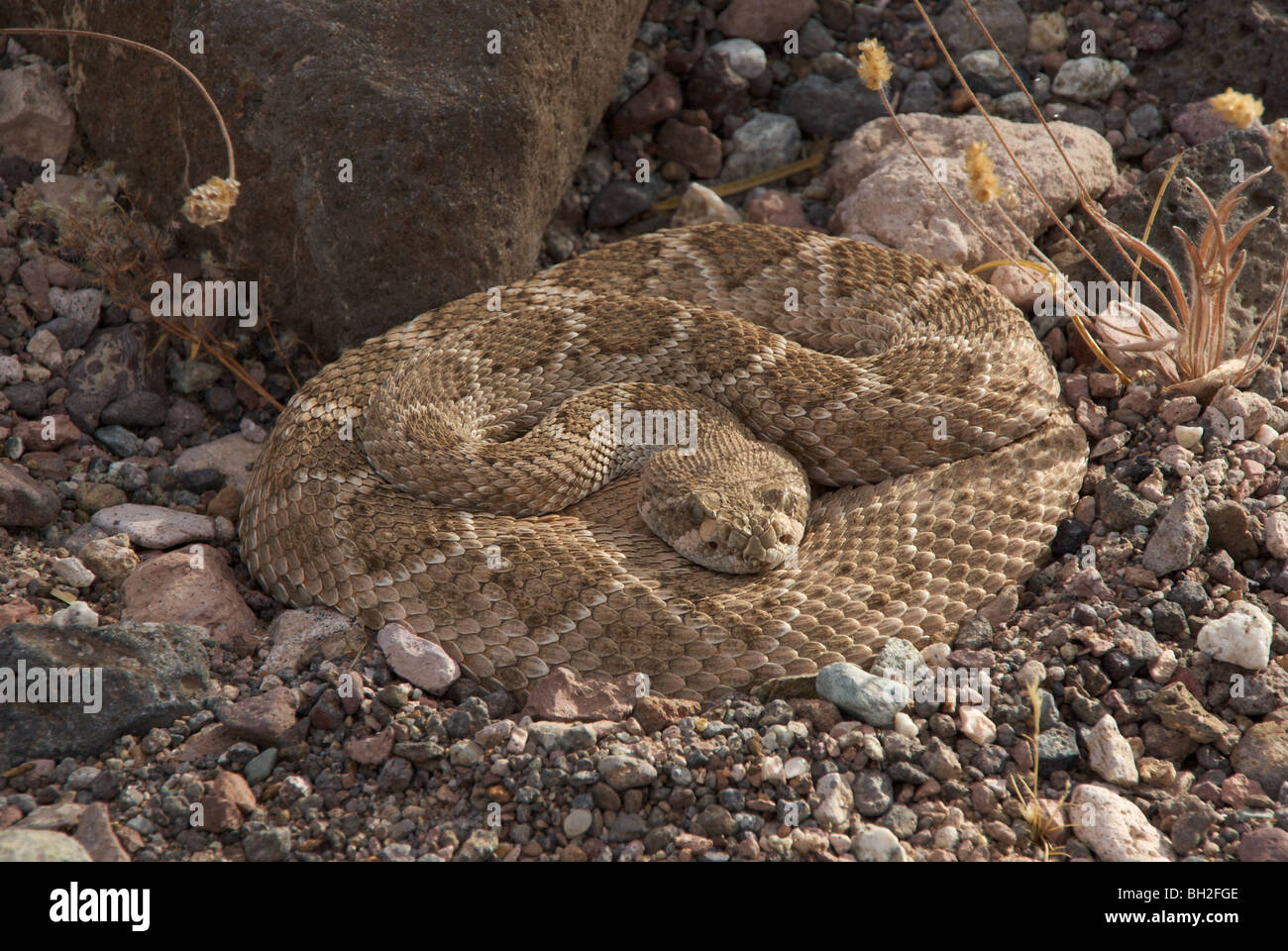 Western Diamond-backed Rattlesnake (Crotalus atrox) coiled on the ...