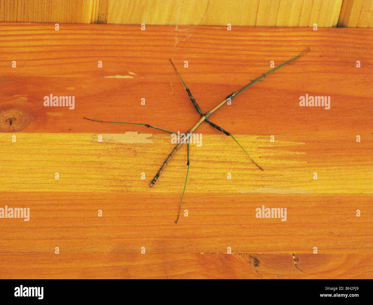 Walking Stick insect Stock Photo - Alamy