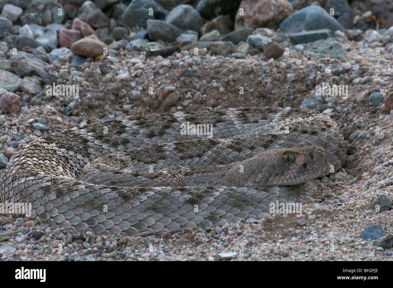 Rattlesnake fangs hi-res stock photography and images - Alamy