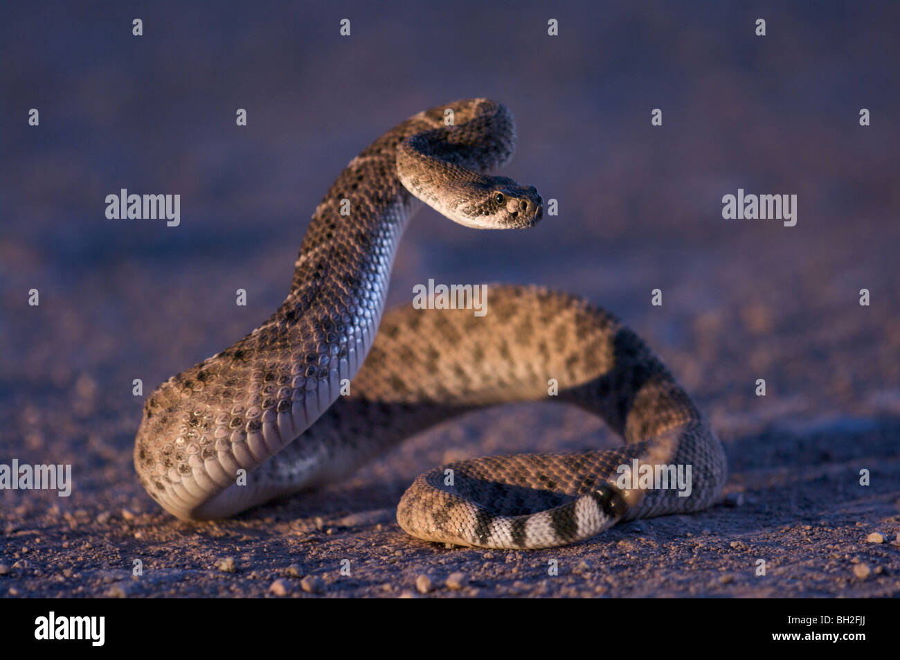 Western diamondback rattlesnake hi-res stock photography and images - Alamy