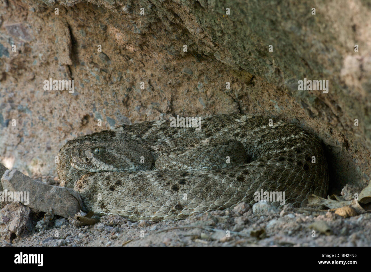 Rattlesnake fangs hi-res stock photography and images - Alamy