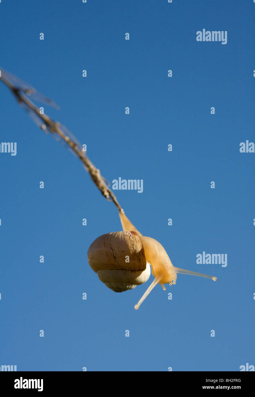 End of twig hi-res stock photography and images - Alamy