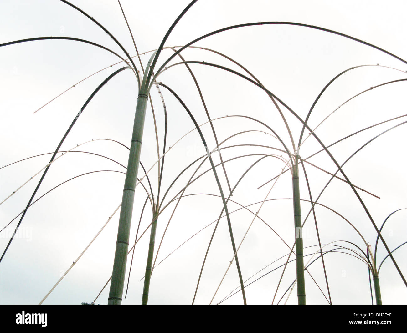 Kiku bamboo sculpture New York Botanical garden Stock Photo - Alamy