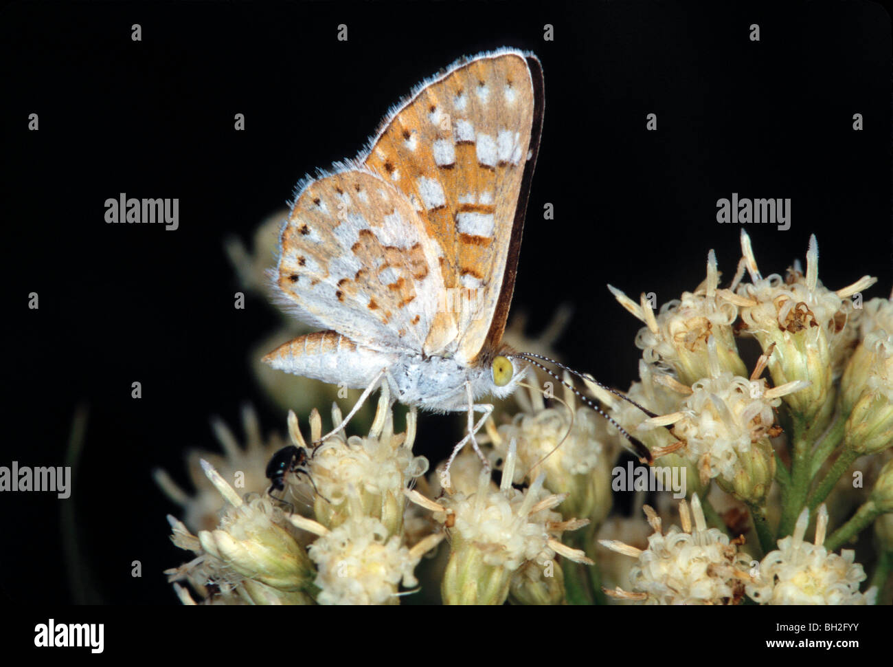 Palmer's Metalmark butterfly Stock Photo - Alamy