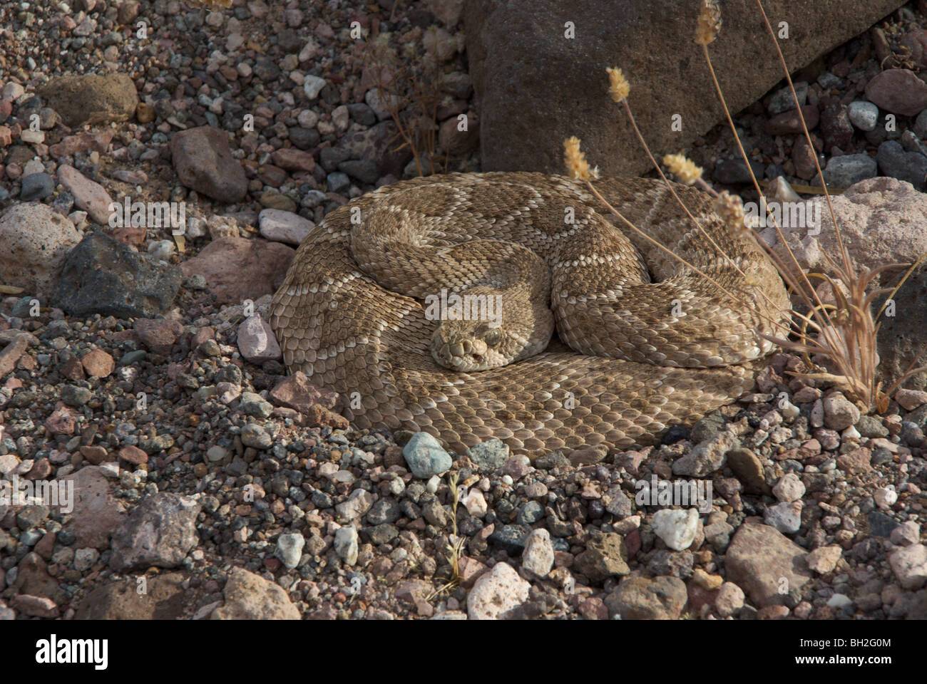 Rattlesnake fangs hi-res stock photography and images - Alamy