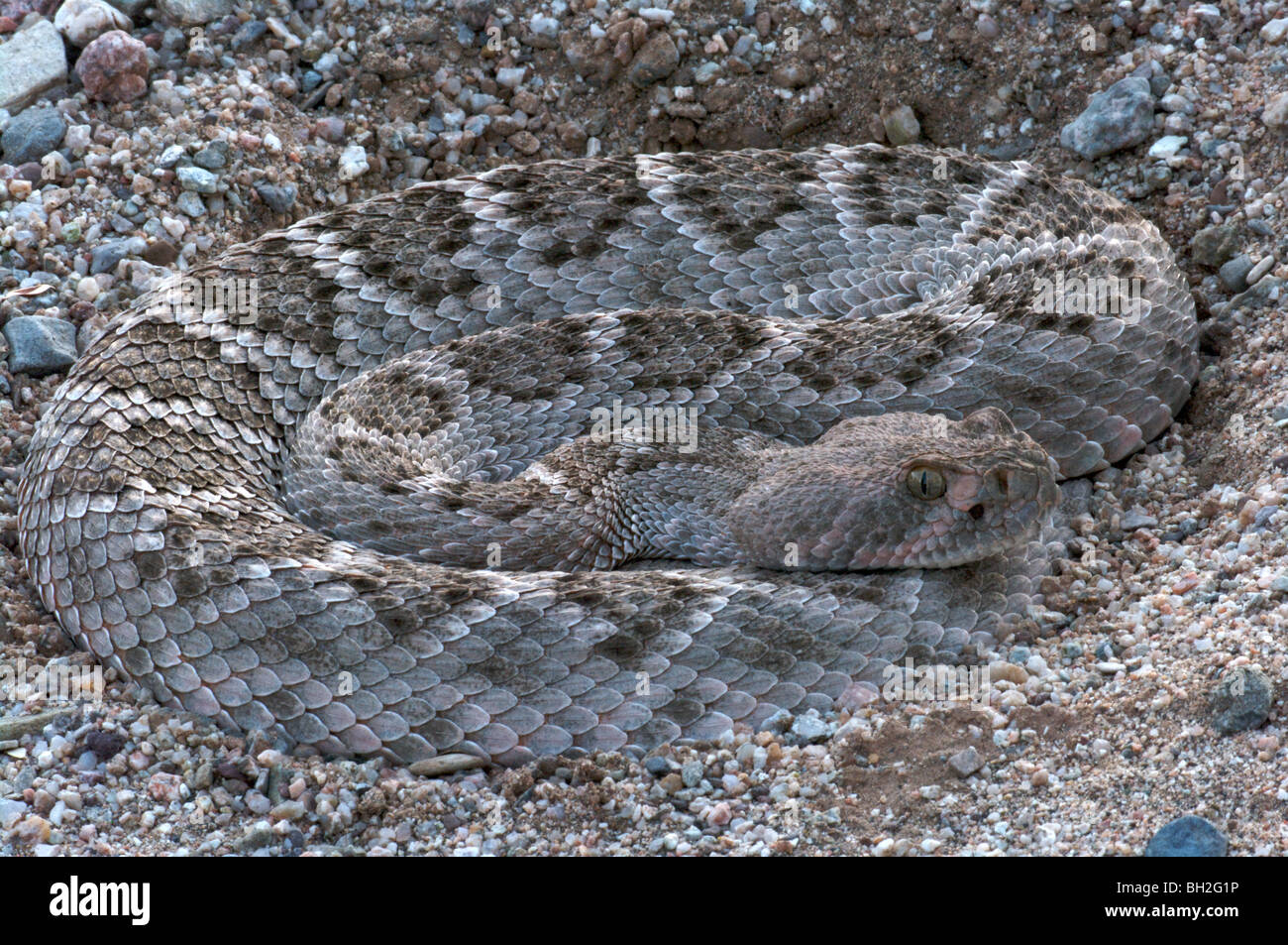 Rattlesnake fangs hi-res stock photography and images - Alamy