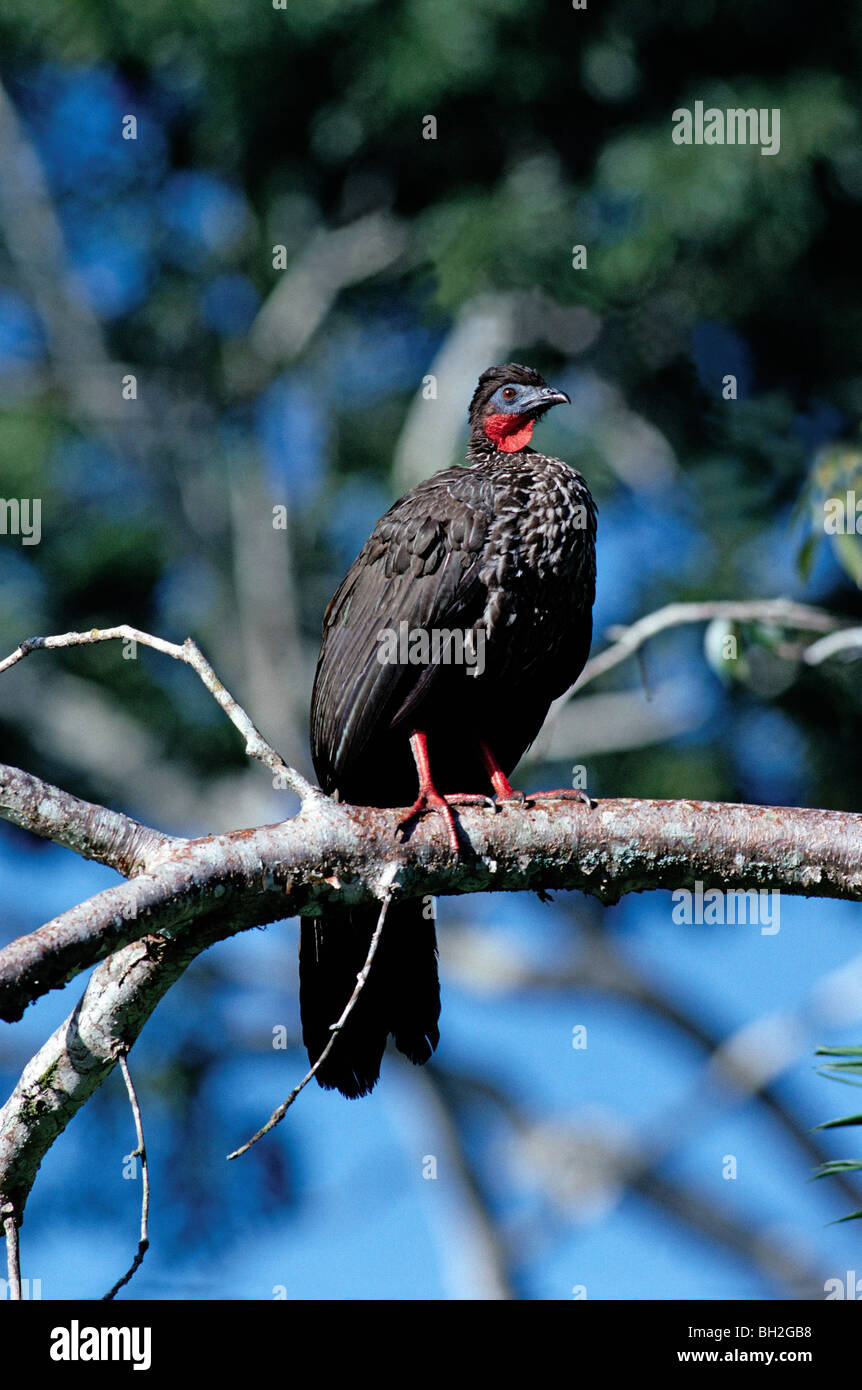 Guan behavior hi-res stock photography and images - Alamy