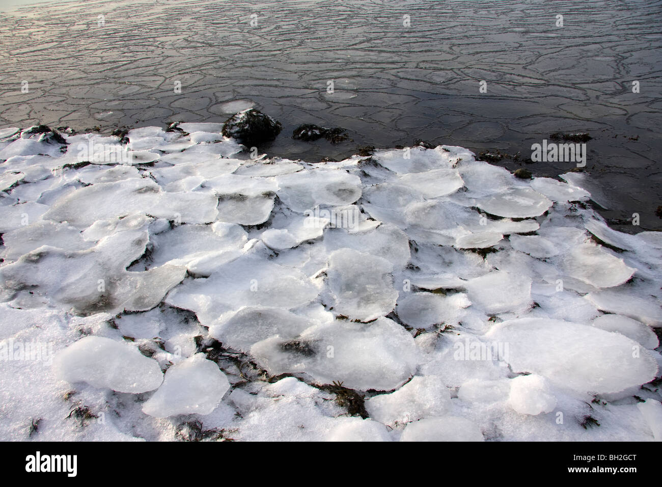 Pancake ice on the beach Stock Photo - Alamy