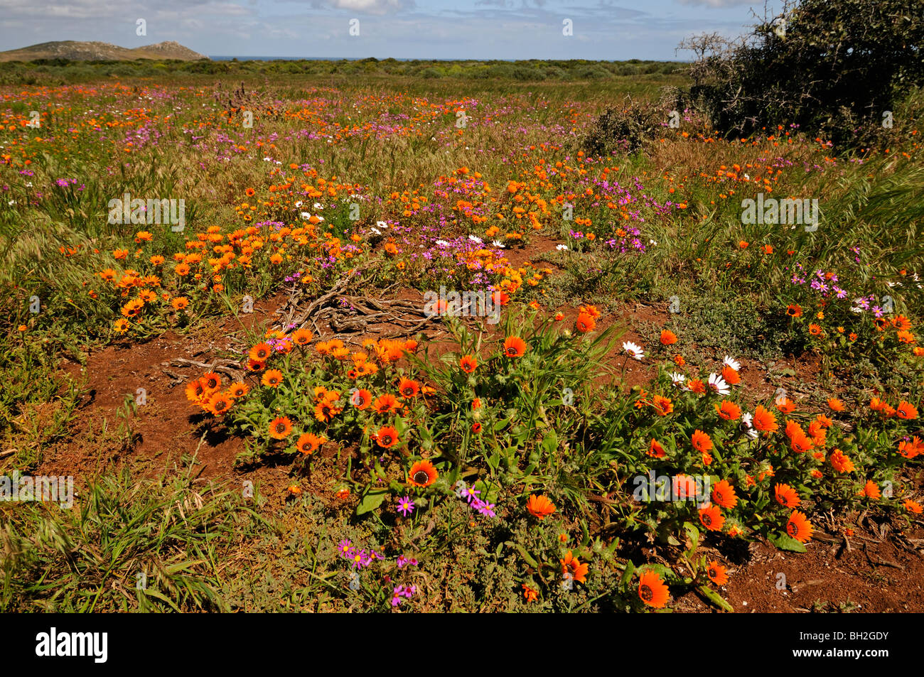 spring wildflowers postberg section Langebaan lagoon West Coast ...