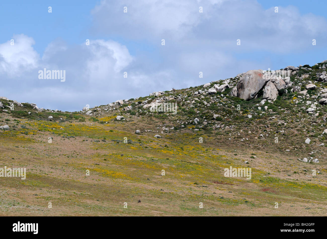 spring wildflowers postberg section Langebaan lagoon West Coast ...