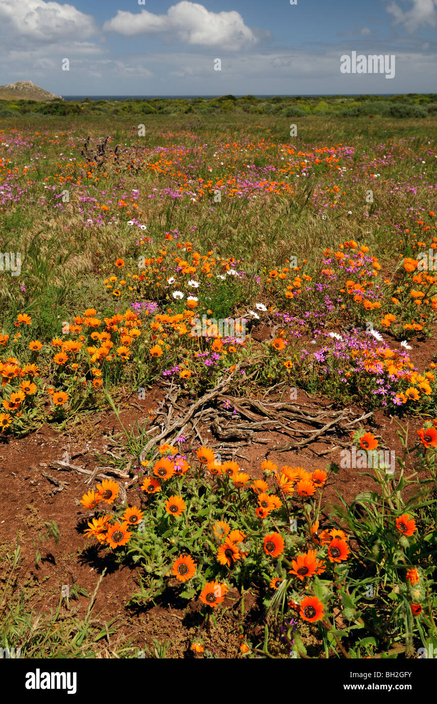 spring wildflowers postberg section Langebaan lagoon West Coast ...