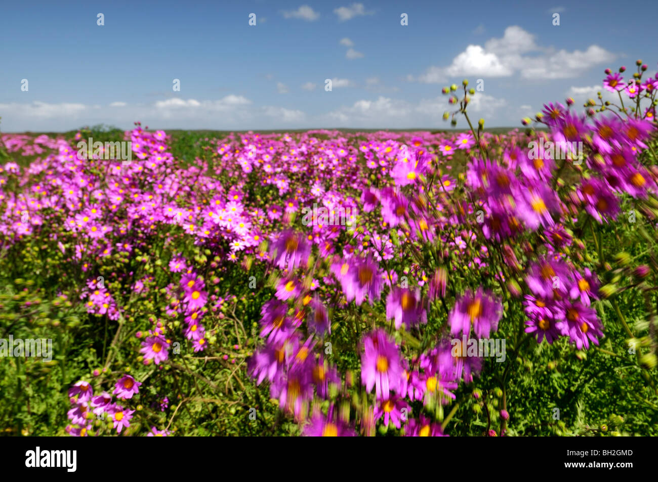 purple aster spring wildflowers postberg section Langebaan lagoon West ...