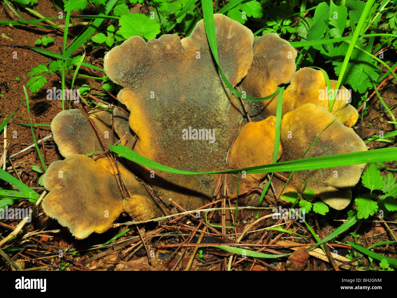 Paxillus Panuoides High Resolution Stock Photography and Images - Alamy