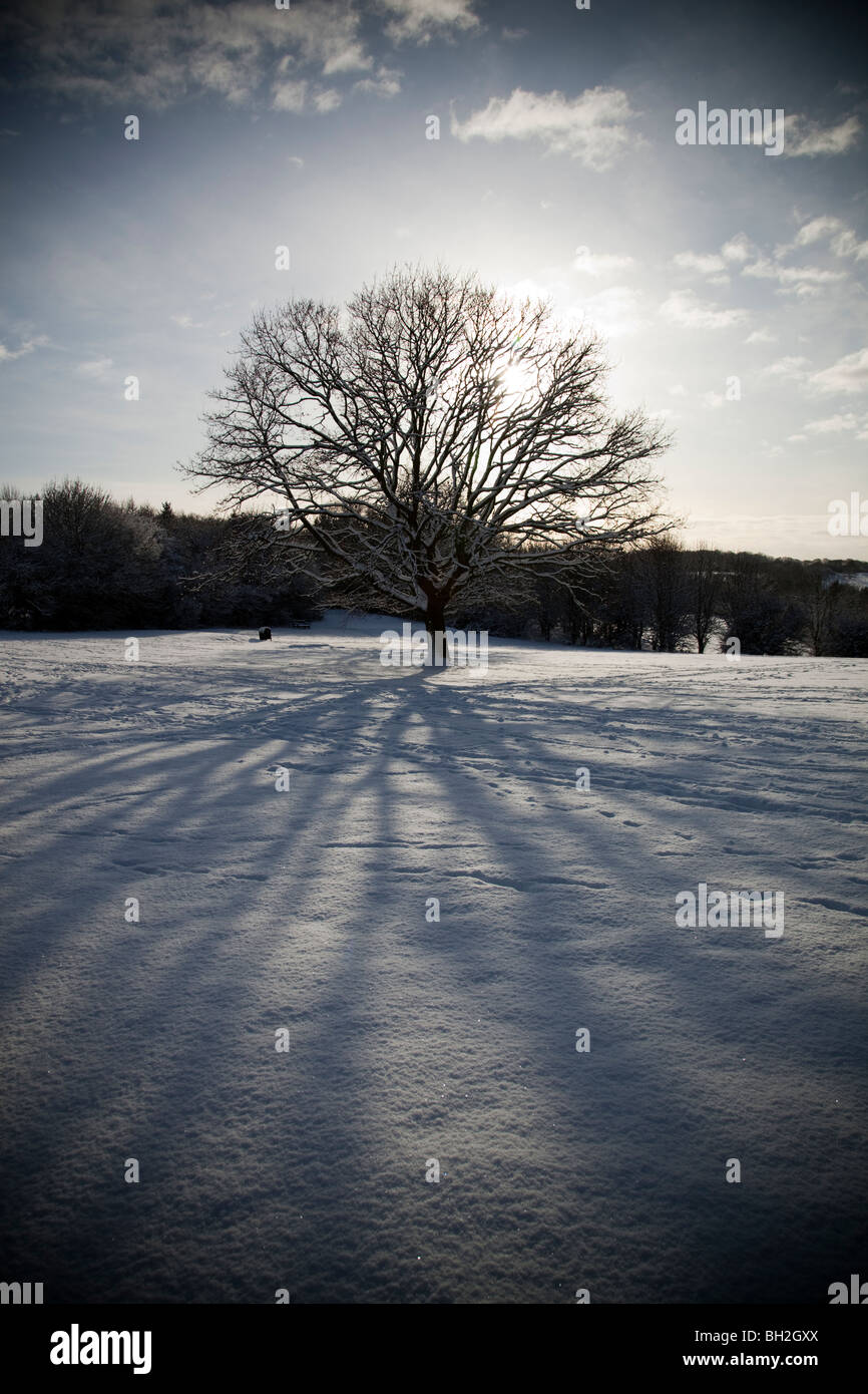 Tree Casting Shadows High Resolution Stock Photography and Images - Alamy
